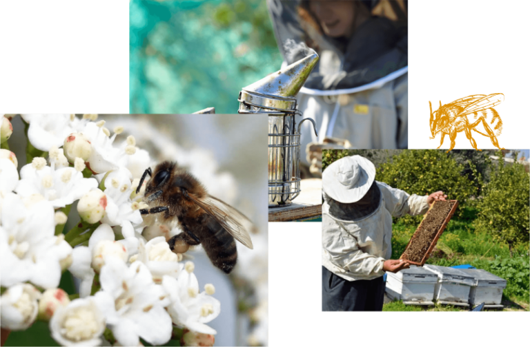 About Us - The Federation of Irish Beekeepers Associations